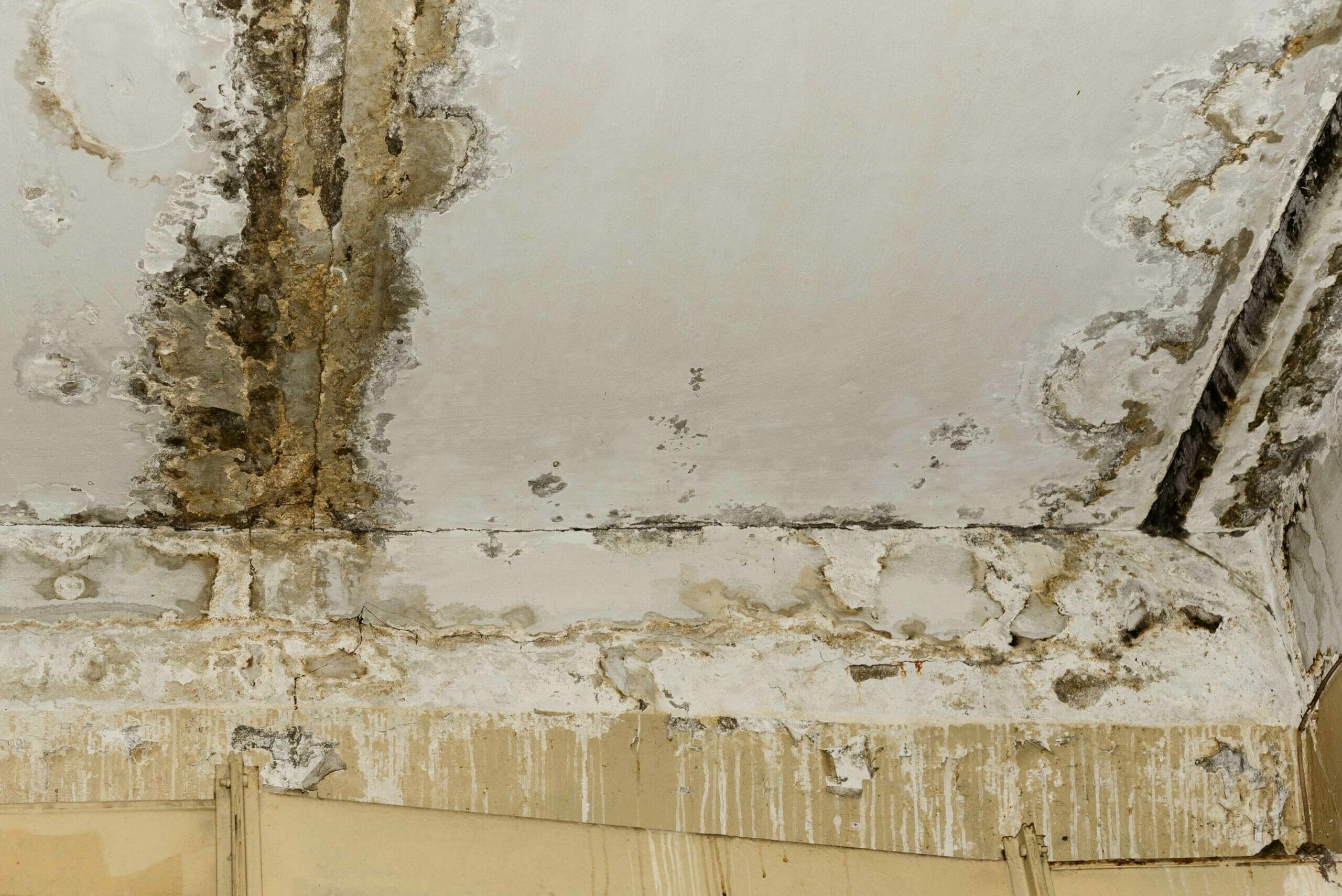 Is Mold Putting Your Health at Risk? 5 Facts You Should Know - Bio-One ...